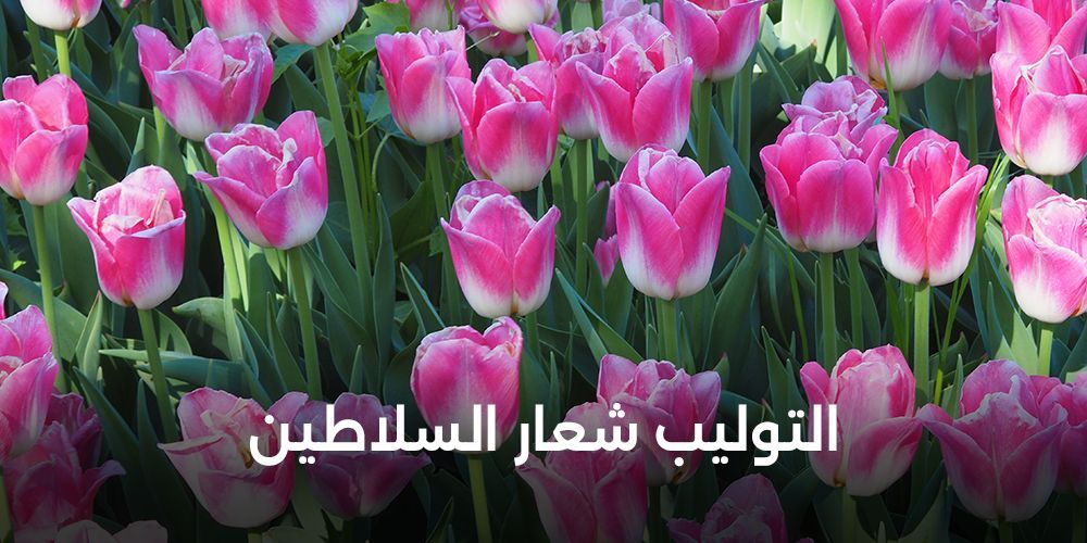 Blog - Smell & Smile